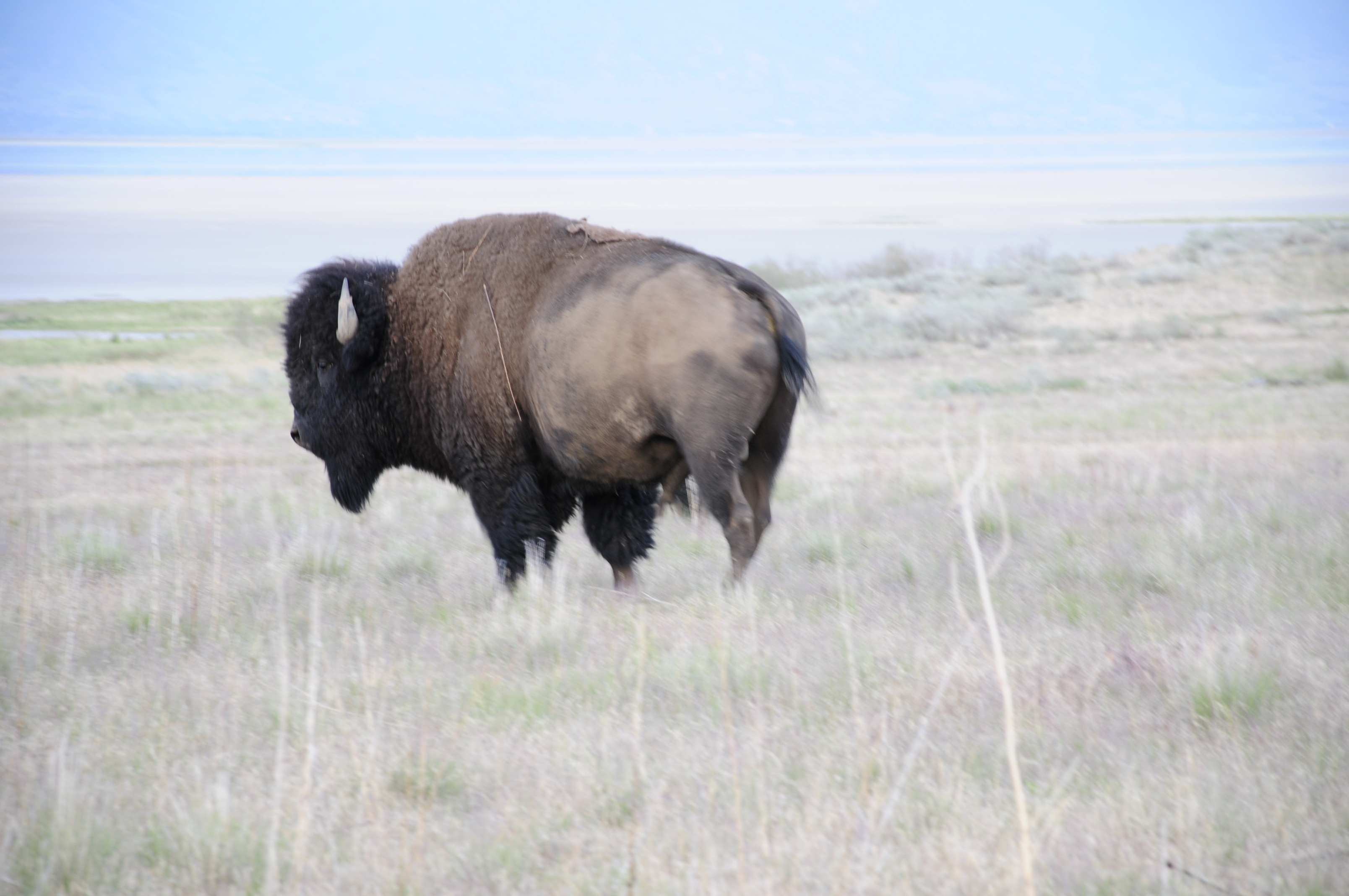 Ghost Buffalo – diespringerin