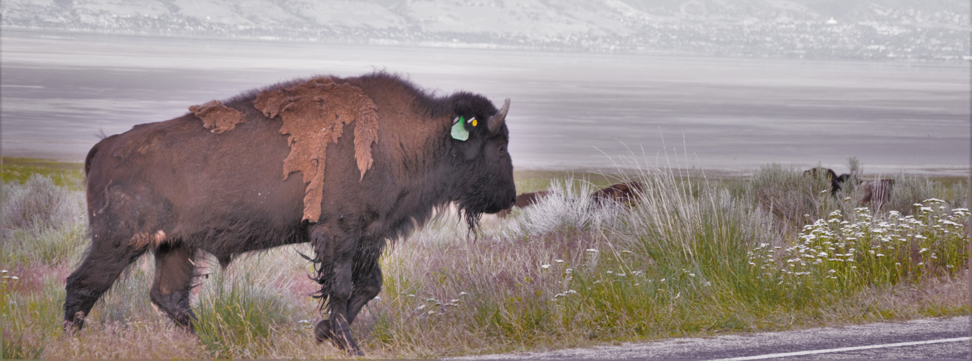 Buffalo Beauties – diespringerin