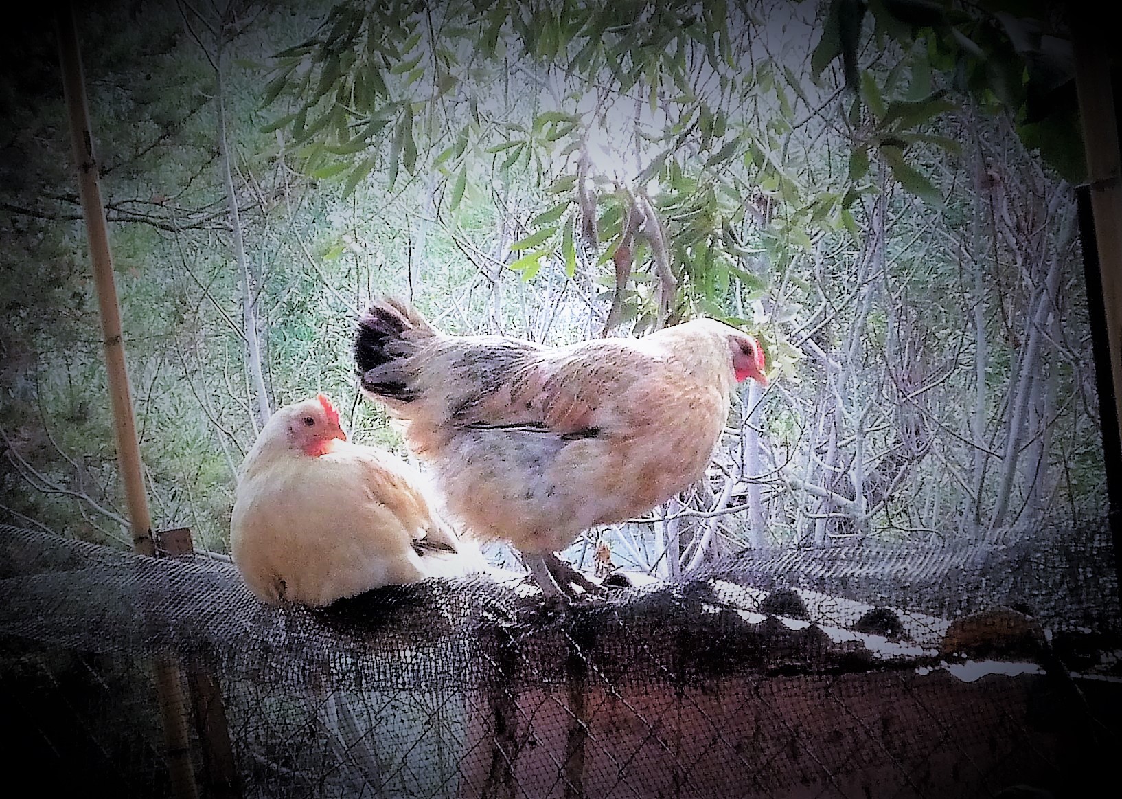 Past Summers : Corfu Chicks. – diespringerin